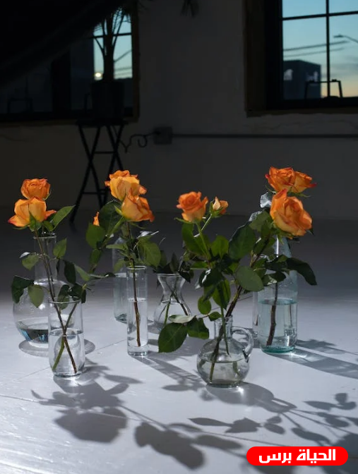 اكتشف فوائد واستخدامات ماء الزهر وآثاره الجانبية